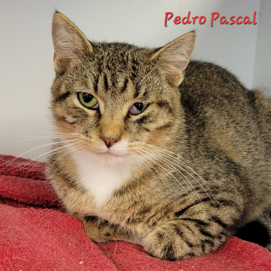 Pedro Pascal – Harbor Cat Rescue
